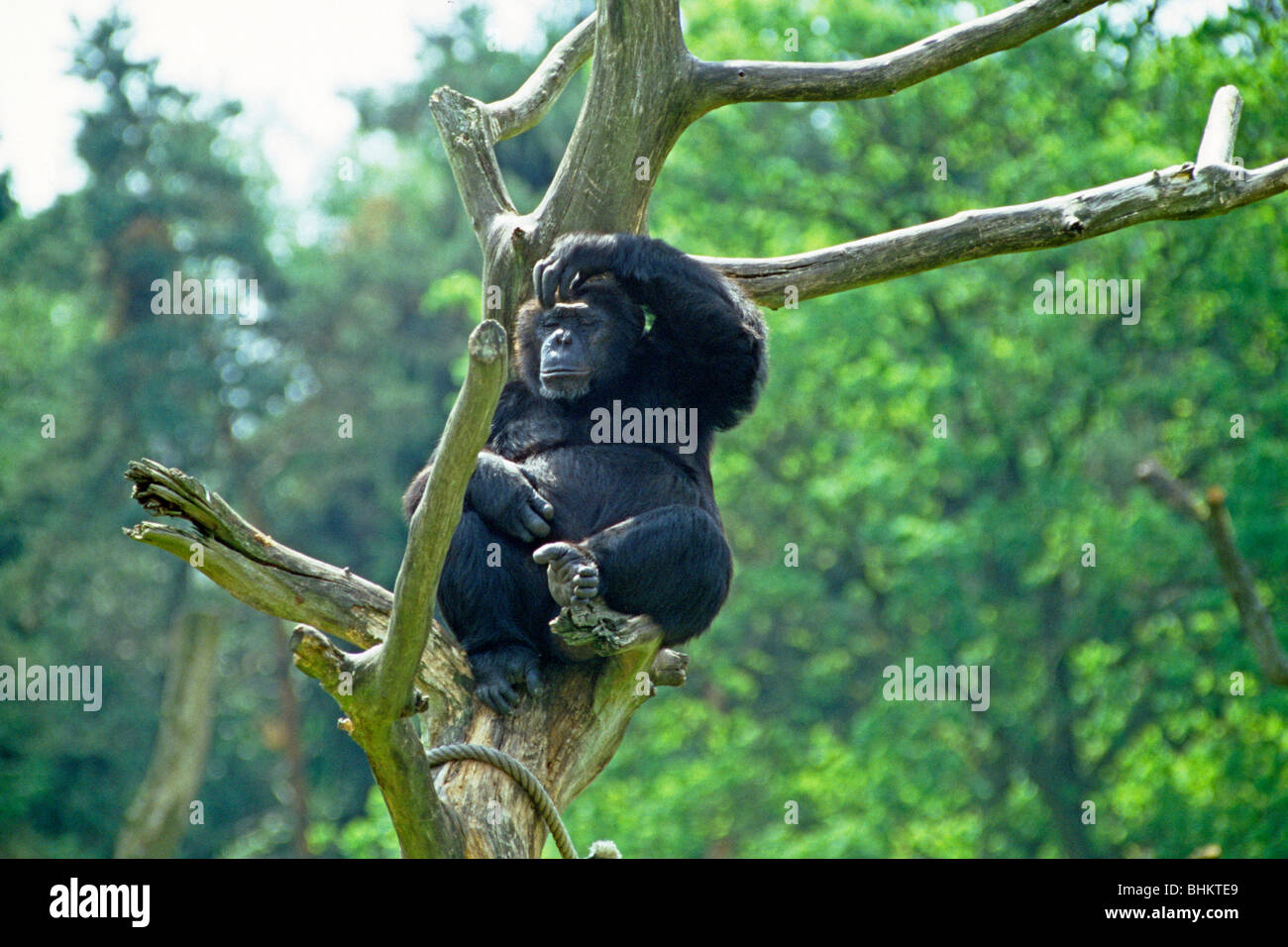 male common chimpanzee resting in a tree Stock Photo - Alamy