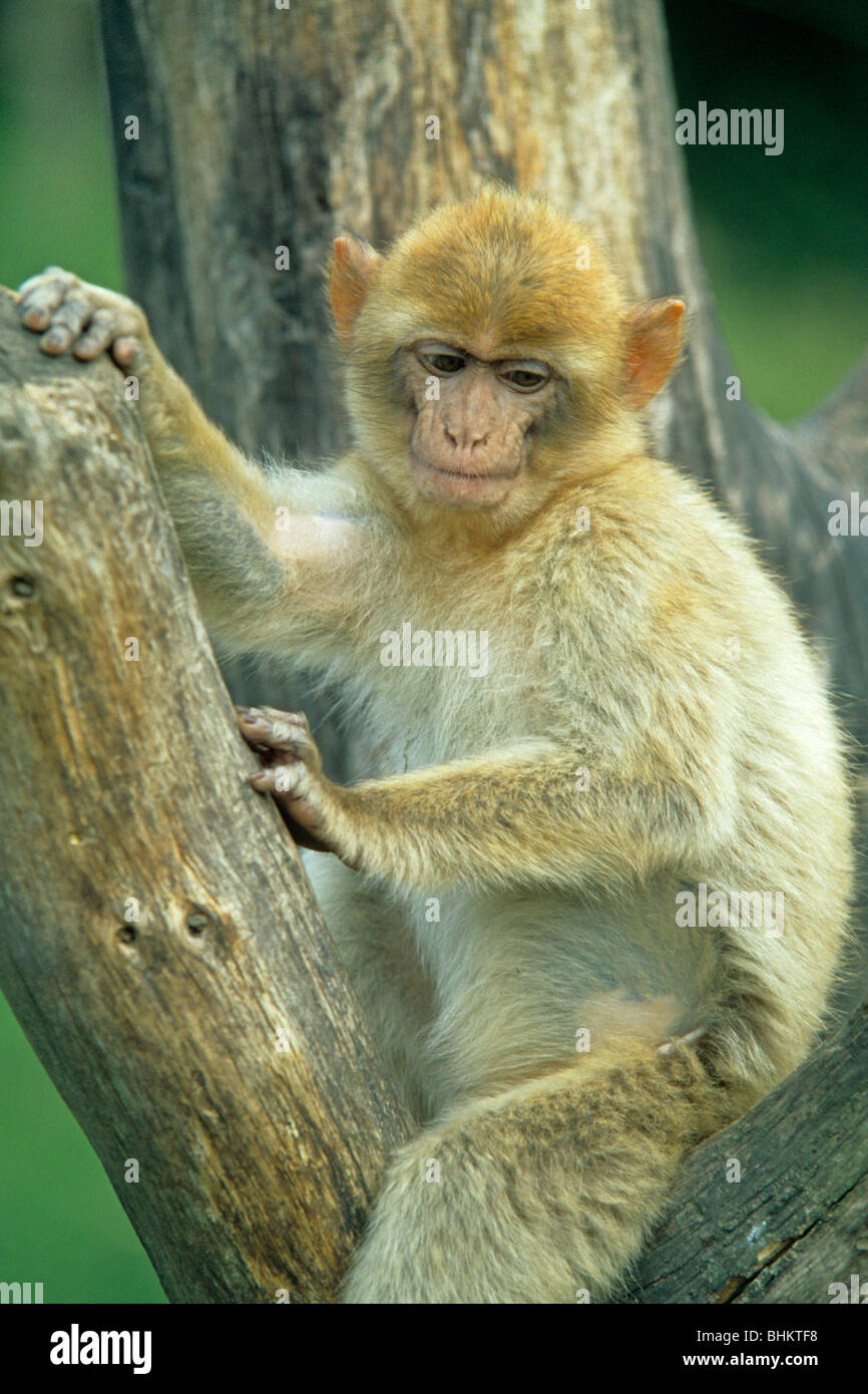 young Barbary ape sitting in a tree Stock Photo - Alamy