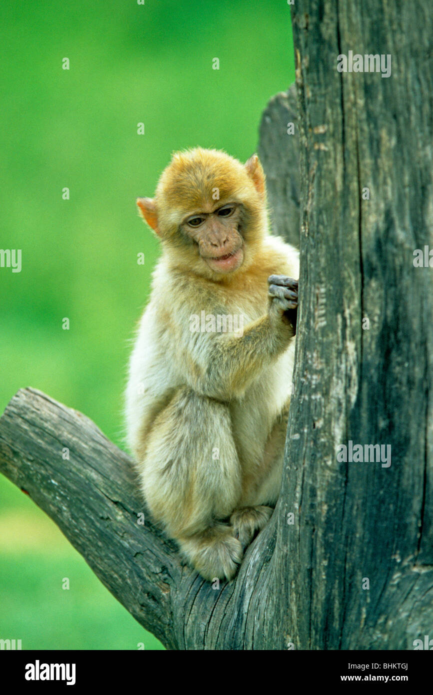 young Barbary ape sitting in a tree Stock Photo - Alamy