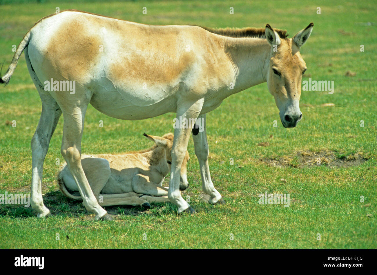 donkey with foal Stock Photo - Alamy