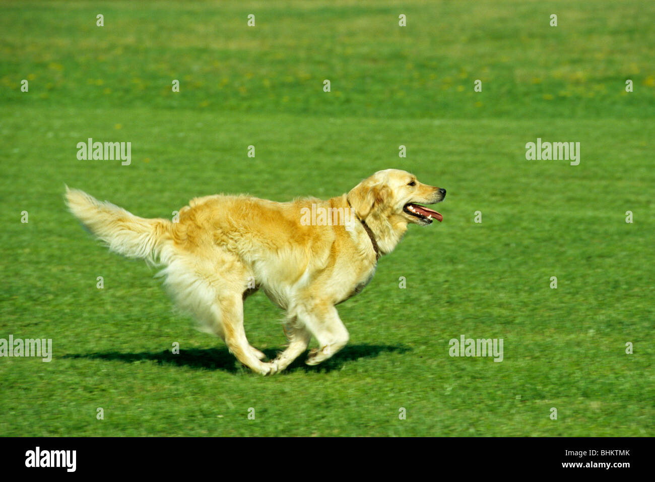 golden retriever running in a park Stock Photo - Alamy