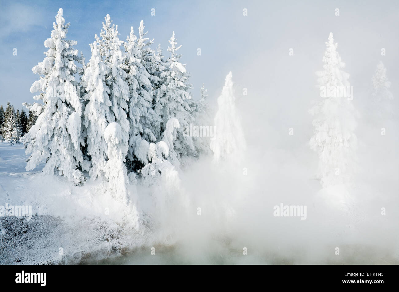 Ghost trees hi-res stock photography and images - Alamy