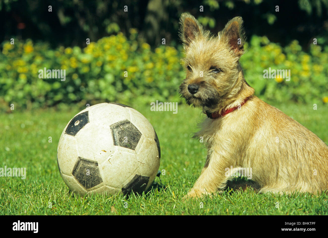 Football fever hi-res stock photography and images - Alamy
