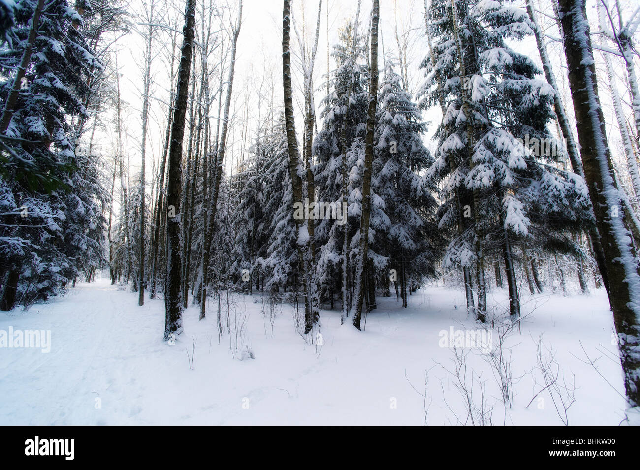 Russian forest. All Seasons. Winter Stock Photo - Alamy