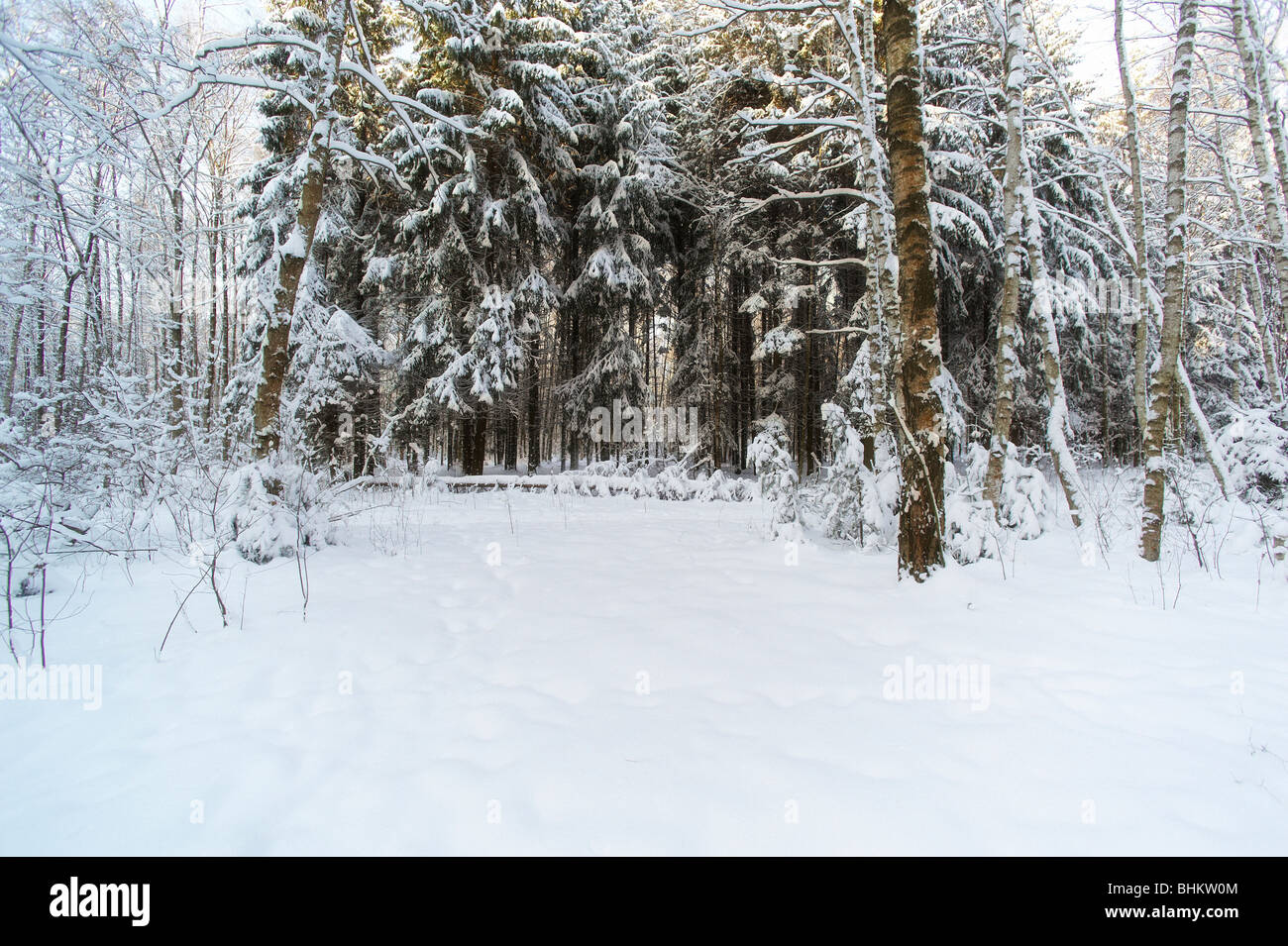 Russian forest. All Seasons. Winter Stock Photo - Alamy