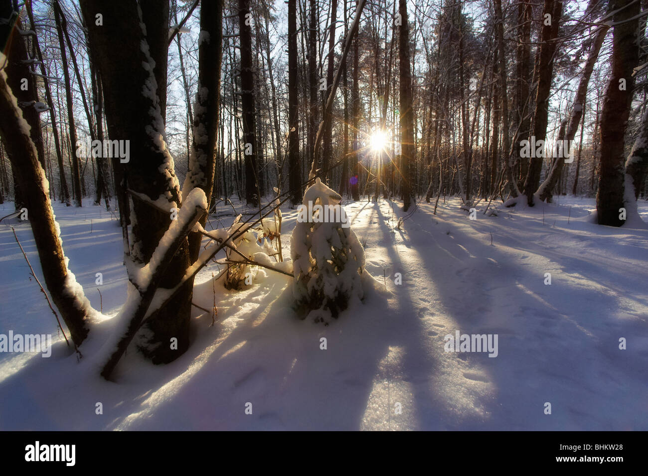 Russian forest. All Seasons. Winter Stock Photo - Alamy