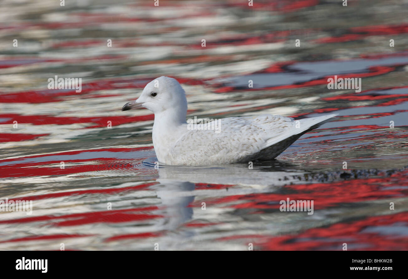 Gull gulls red reflection water swimming birds oban scotland harbour hi ...