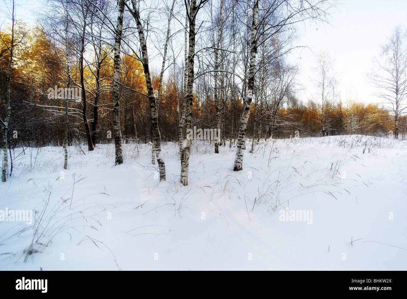 Russian forest. All Seasons. Winter Stock Photo - Alamy