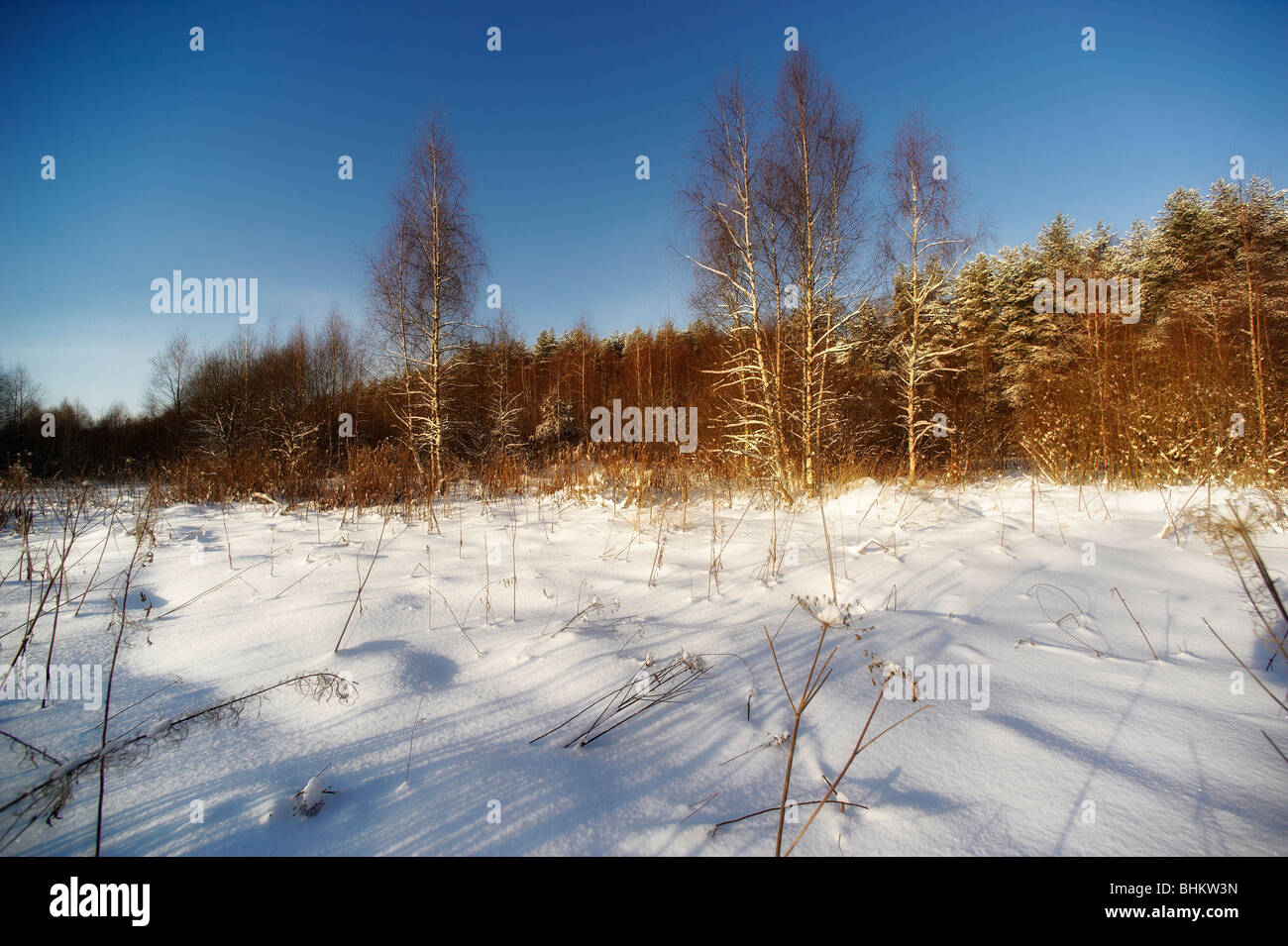 Russian summer forest hi-res stock photography and images - Alamy