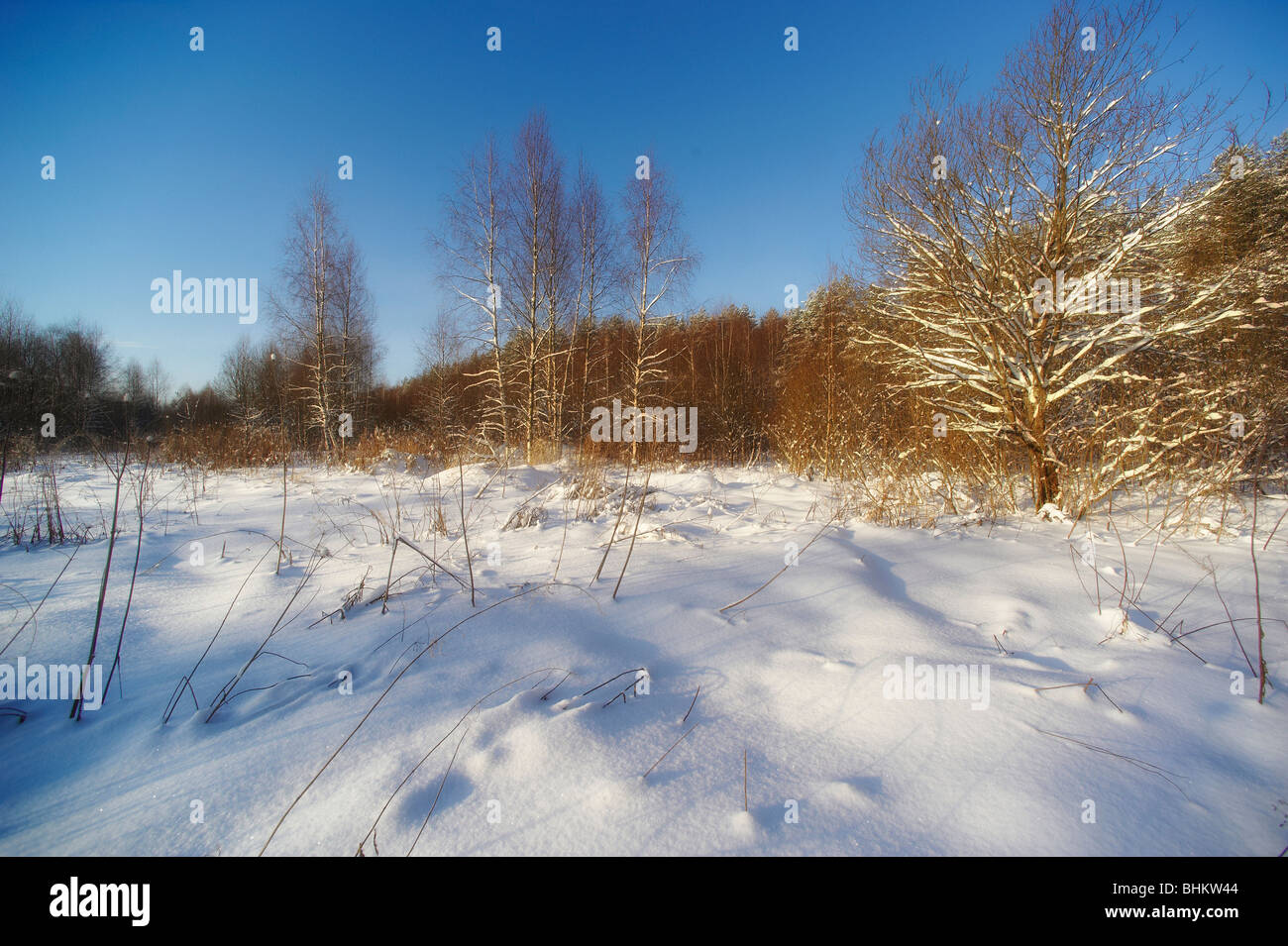 Russian forest. All Seasons. Winter Stock Photo - Alamy