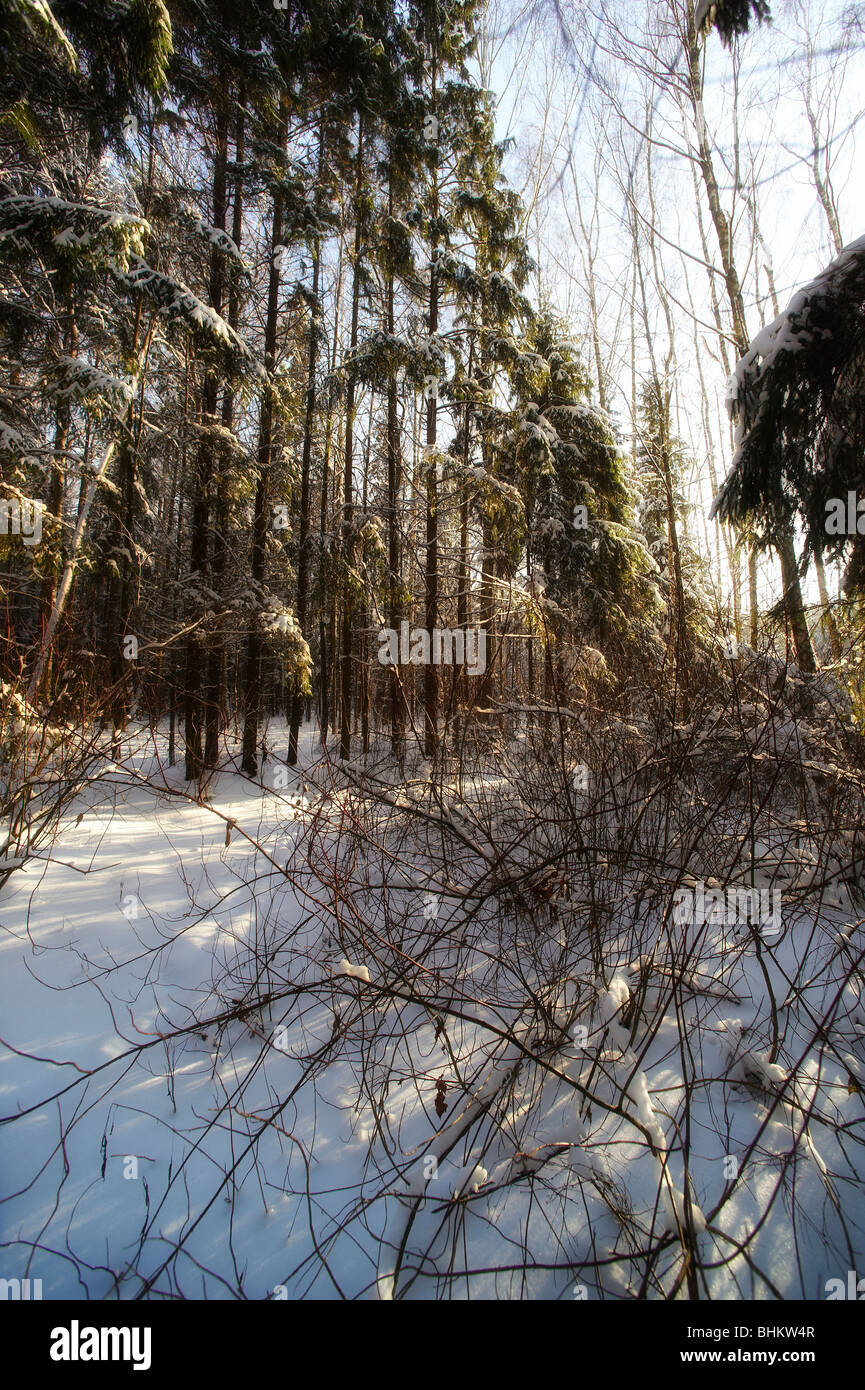 Russian forest. All Seasons. Winter Stock Photo - Alamy