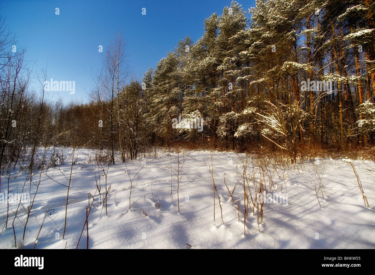 Russian forest. All Seasons. Winter Stock Photo - Alamy