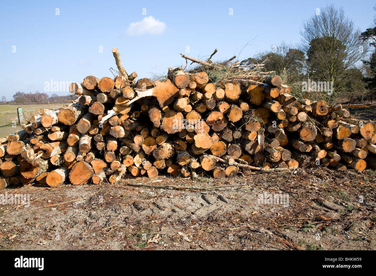 Heathland management tree felling of silver birch trees to restore ...