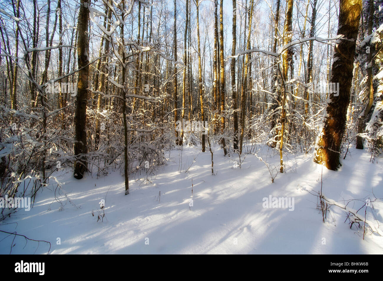 Russian forest. All Seasons. Winter Stock Photo - Alamy