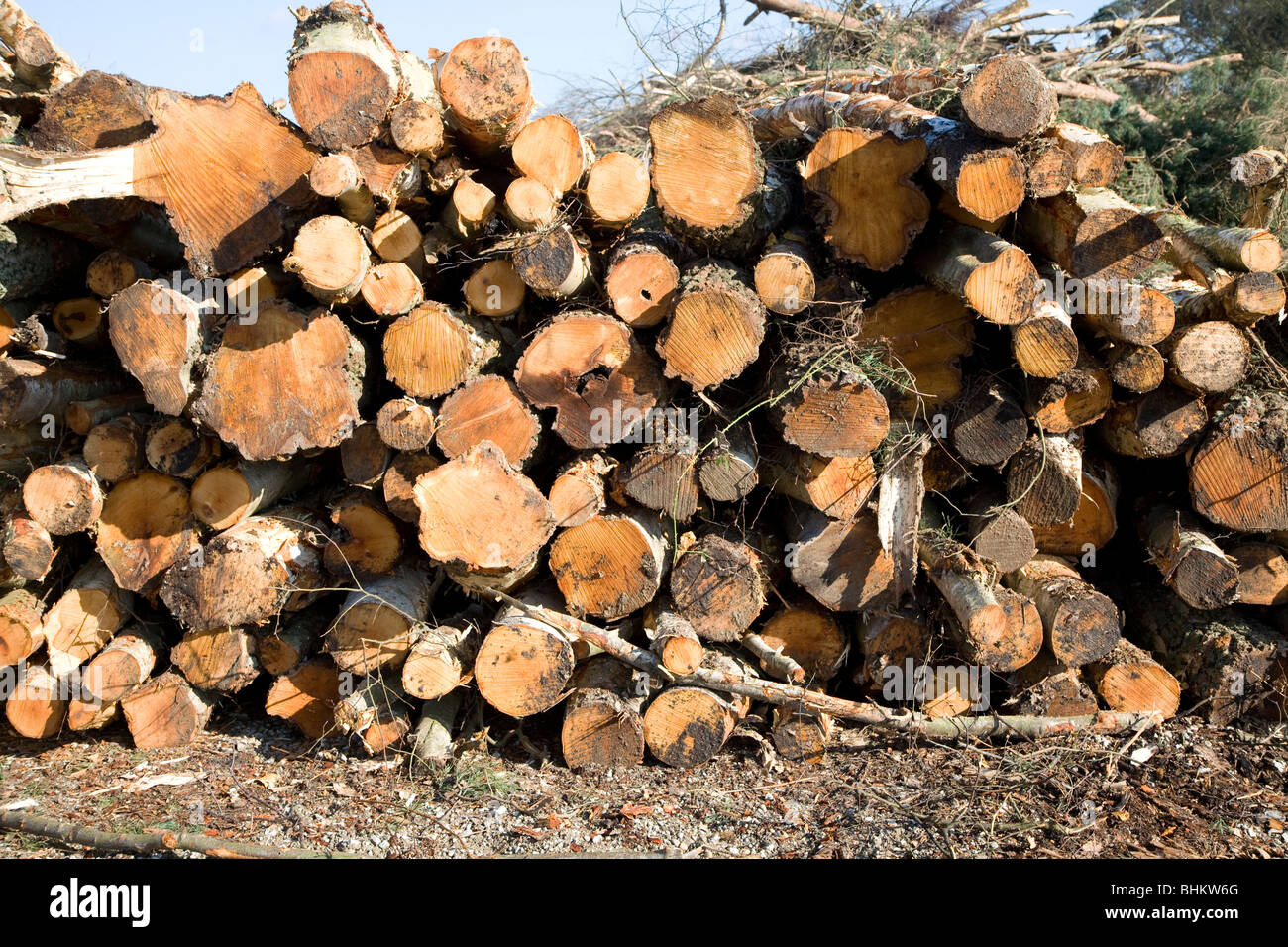 Silver birch tree logs hi-res stock photography and images - Alamy