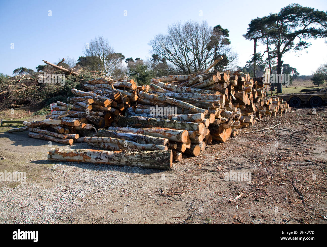 Heathland management tree felling of silver birch trees to restore ...