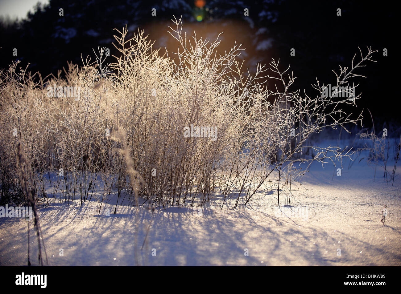 Russian forest. All Seasons. Winter Stock Photo - Alamy