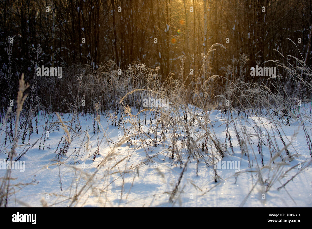 Russian forest. All Seasons. Winter Stock Photo - Alamy