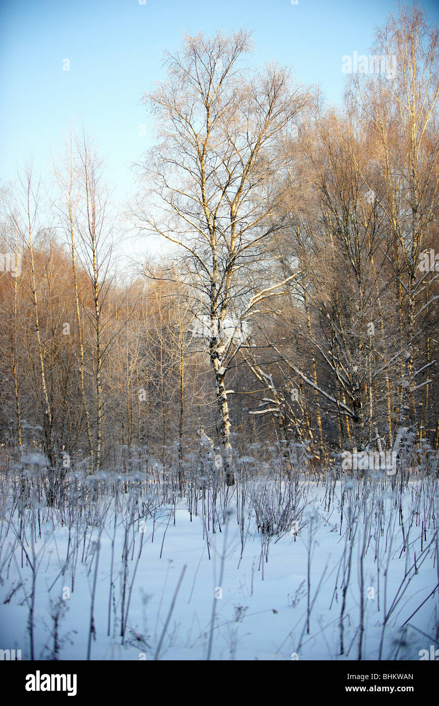 Russian forest. All Seasons. Winter Stock Photo - Alamy