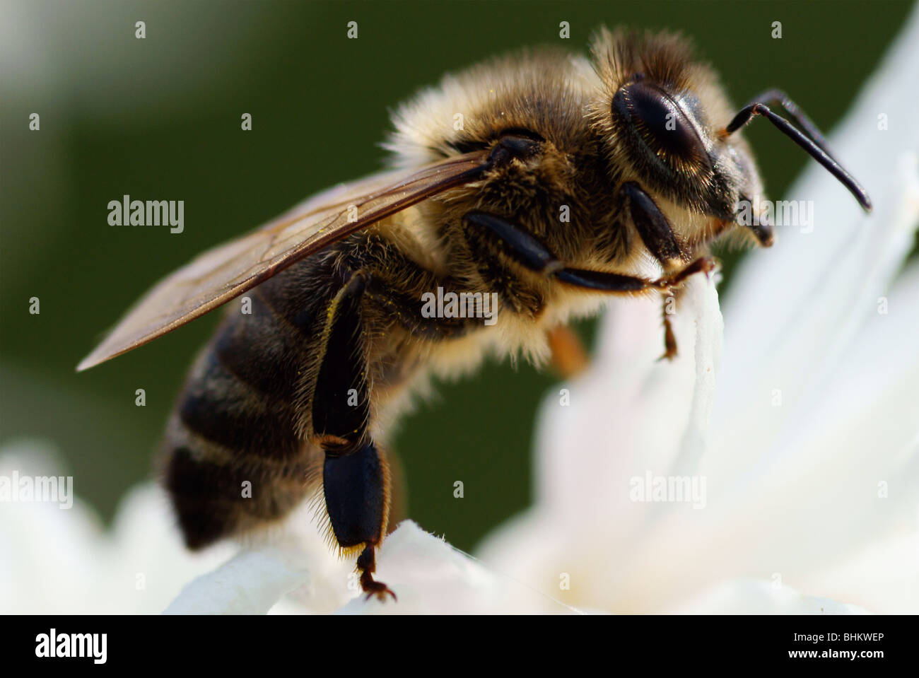 Resting bee hi-res stock photography and images - Alamy