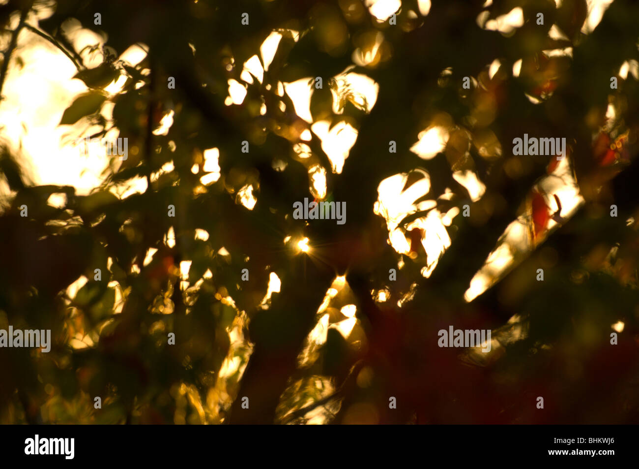 Sunset behind foliage creating a sense of dreaminess Stock Photo - Alamy