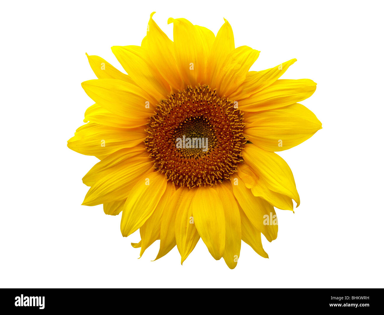 Sunflower seeds corolla hi-res stock photography and images - Alamy