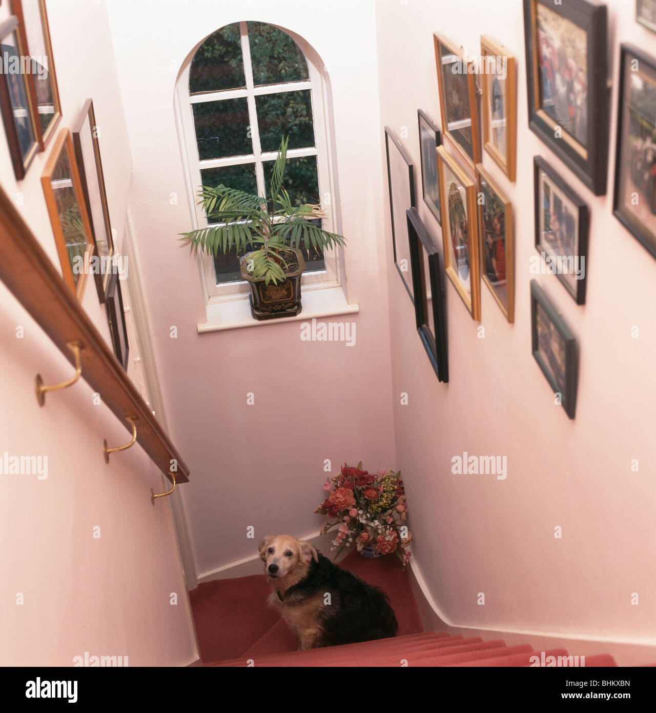 Looking down staircase with dog sitting on small landing below arched ...