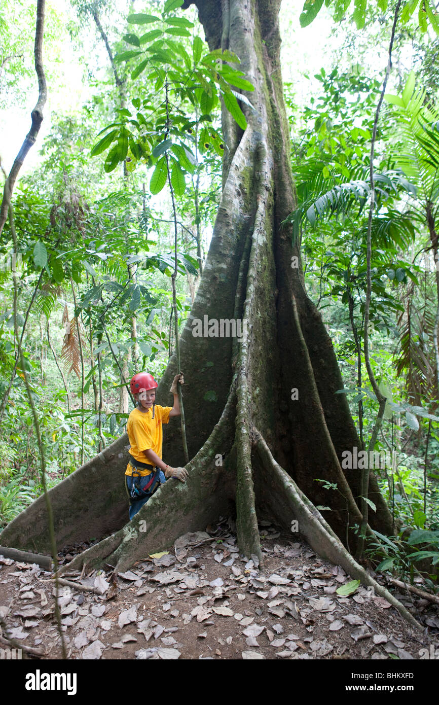 Ceiba tree in Hacienda Baru, Costa Rica Stock Photo - Alamy