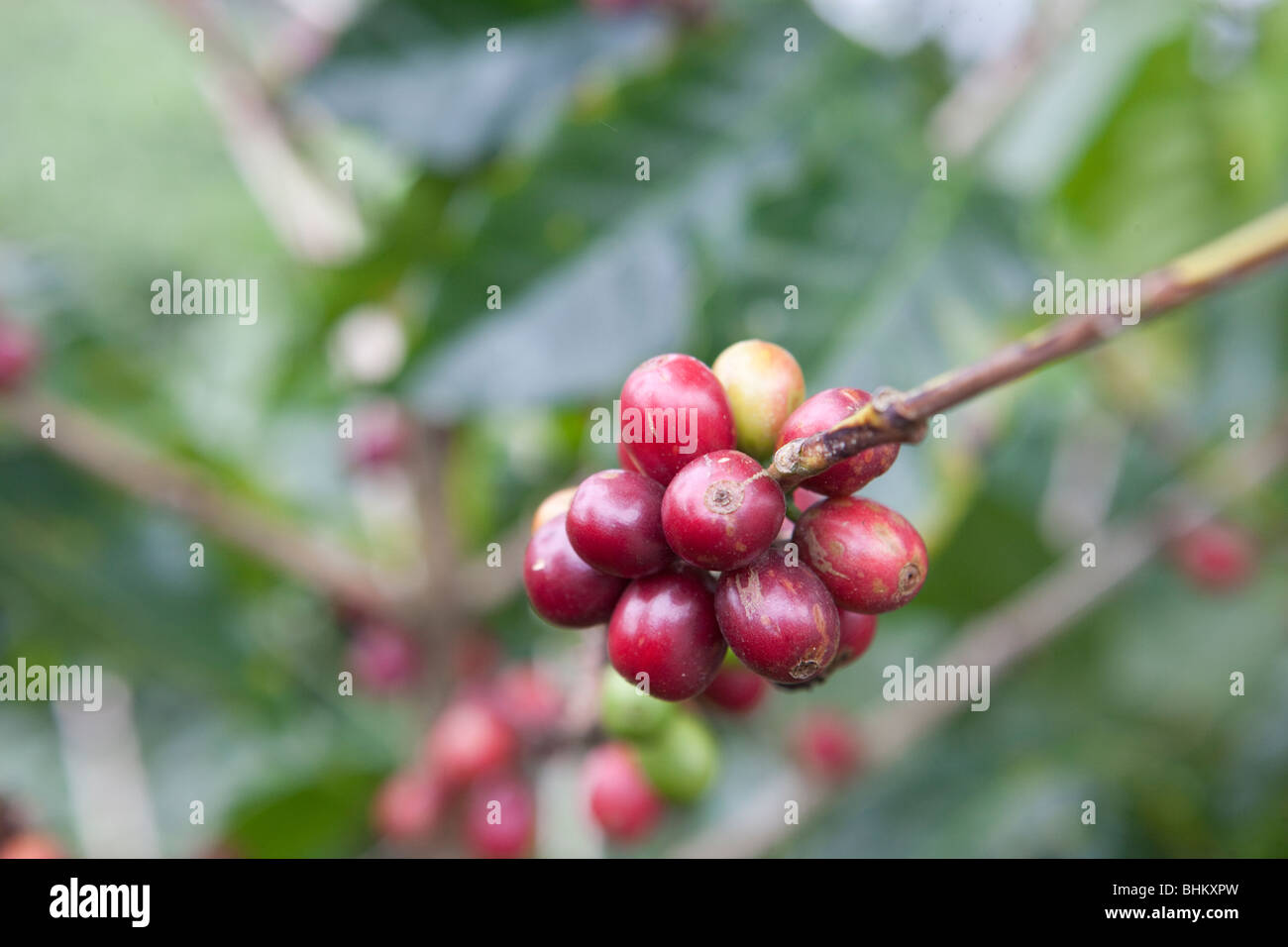 Coffee berries in Costa Rica Stock Photo - Alamy