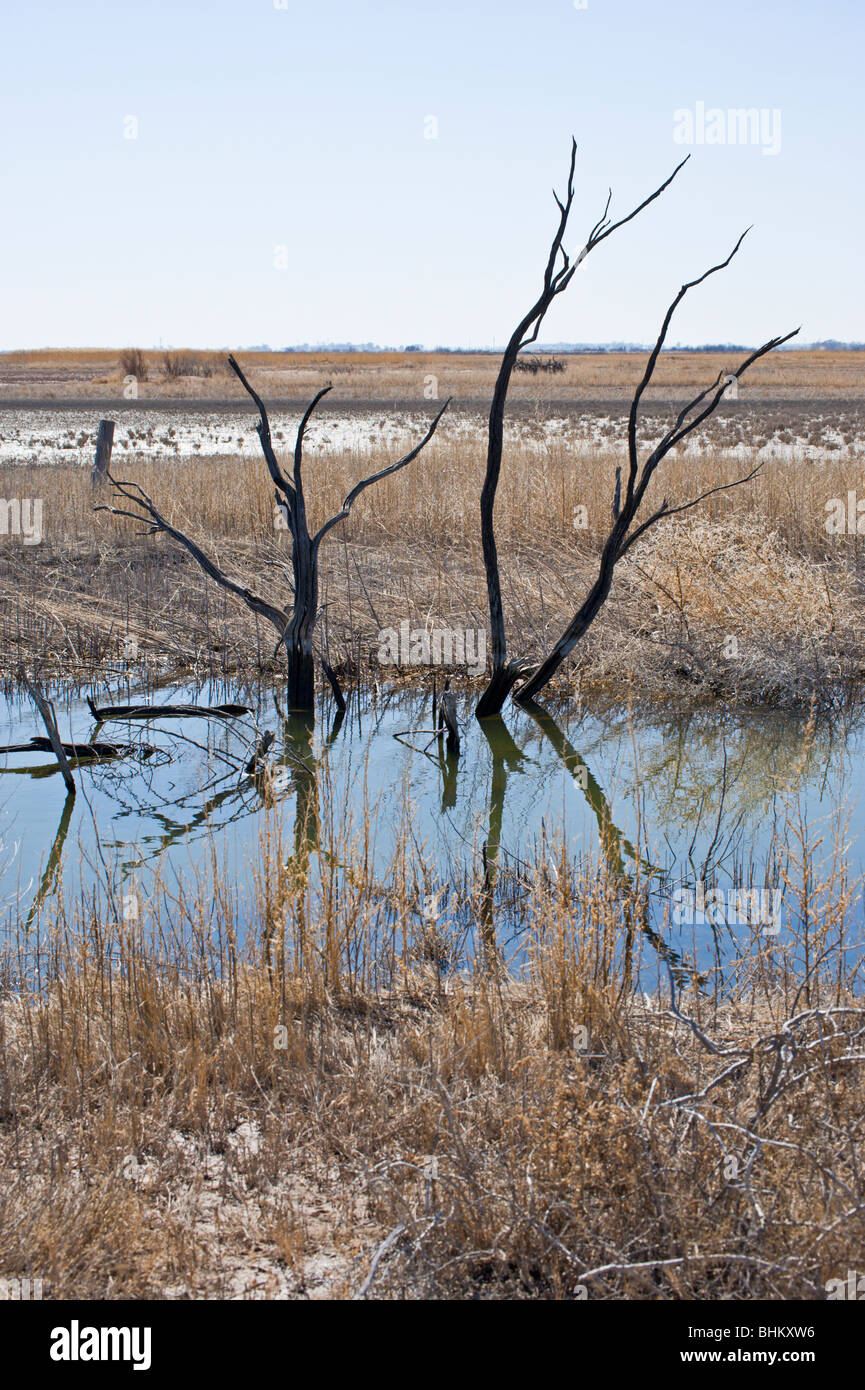 Alkaline waters, part of the Roswell artesian aquifer, is home to ...