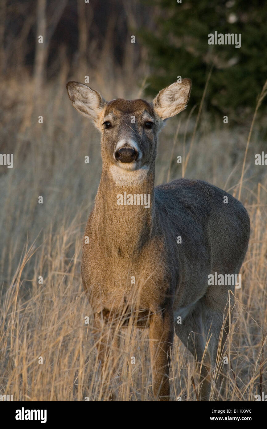 White-tailed deer in spring Stock Photo - Alamy