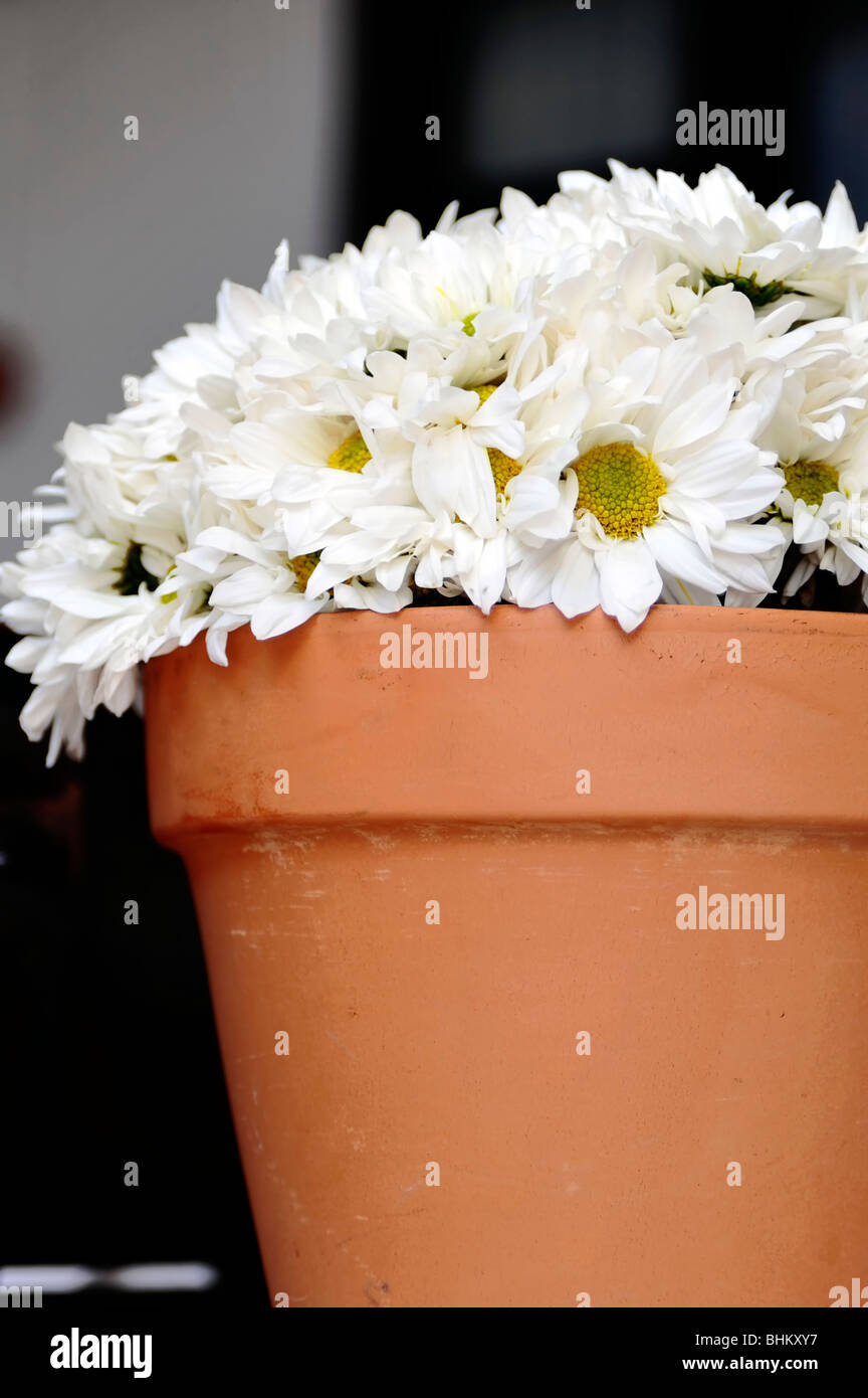 Daisies in a Clay Pot Stock Photo - Alamy