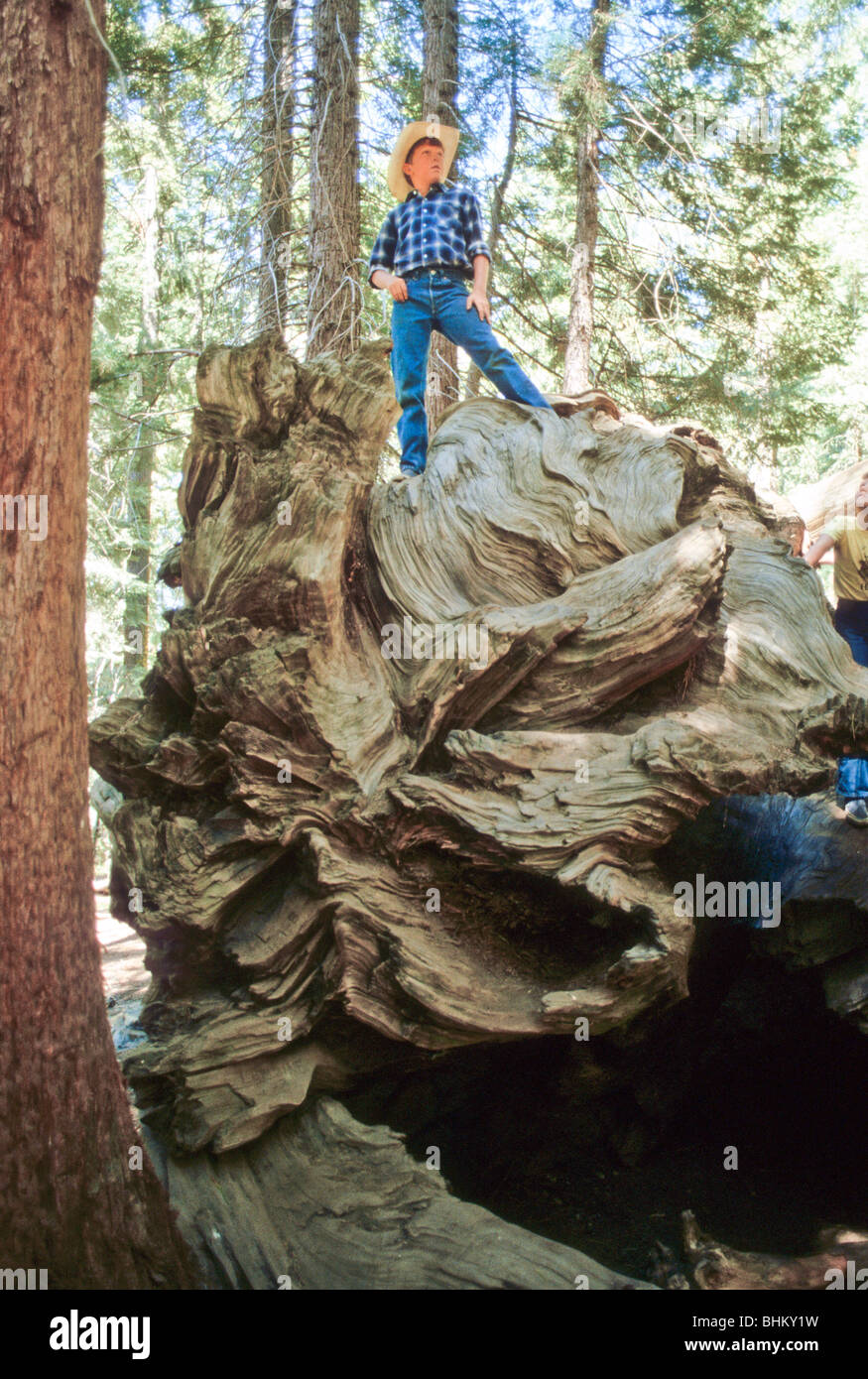 boy wearing cowboy hat stands on top of roots of fallen giant redwood ...