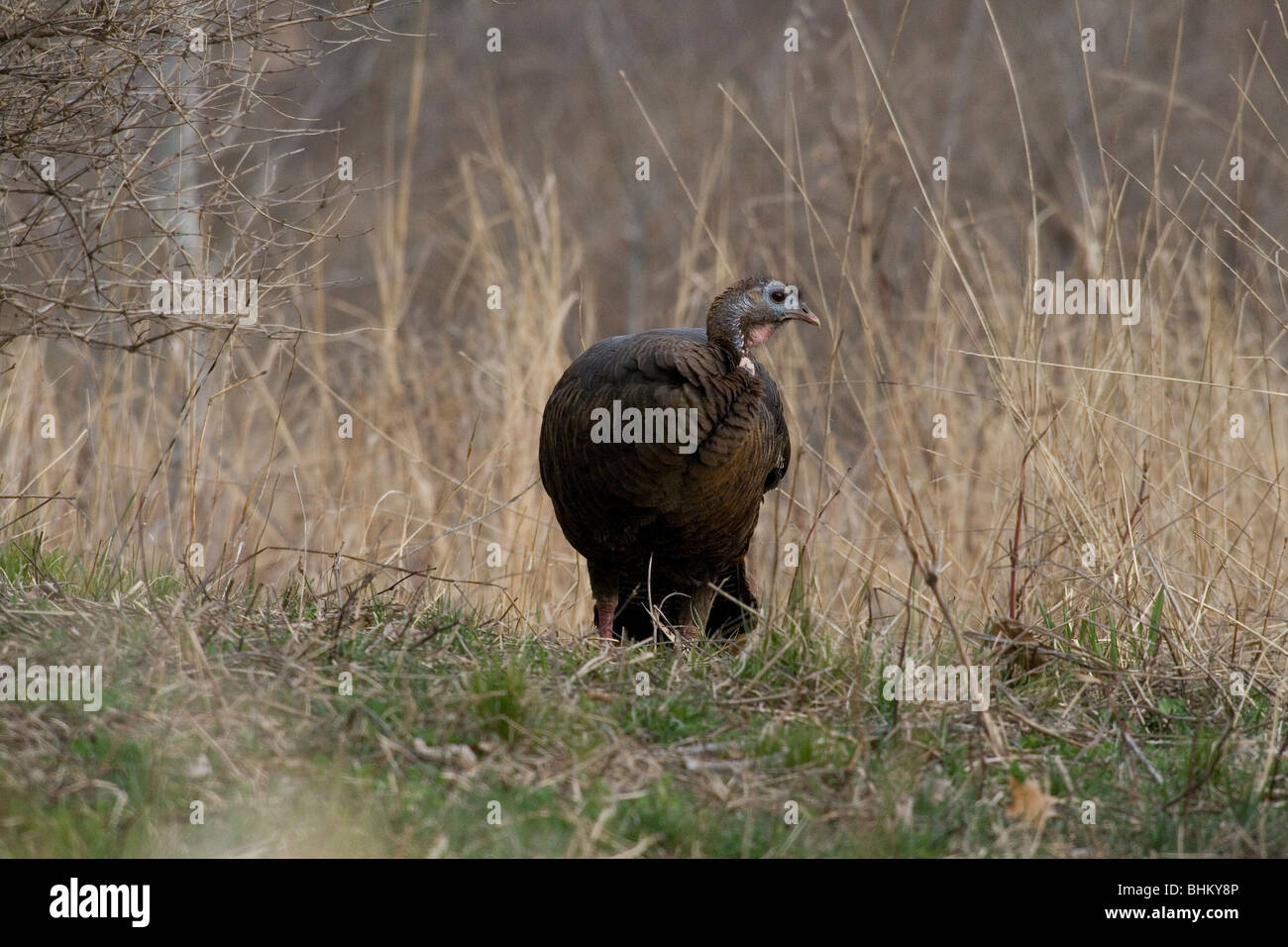 Eastern wild turkey Stock Photo - Alamy