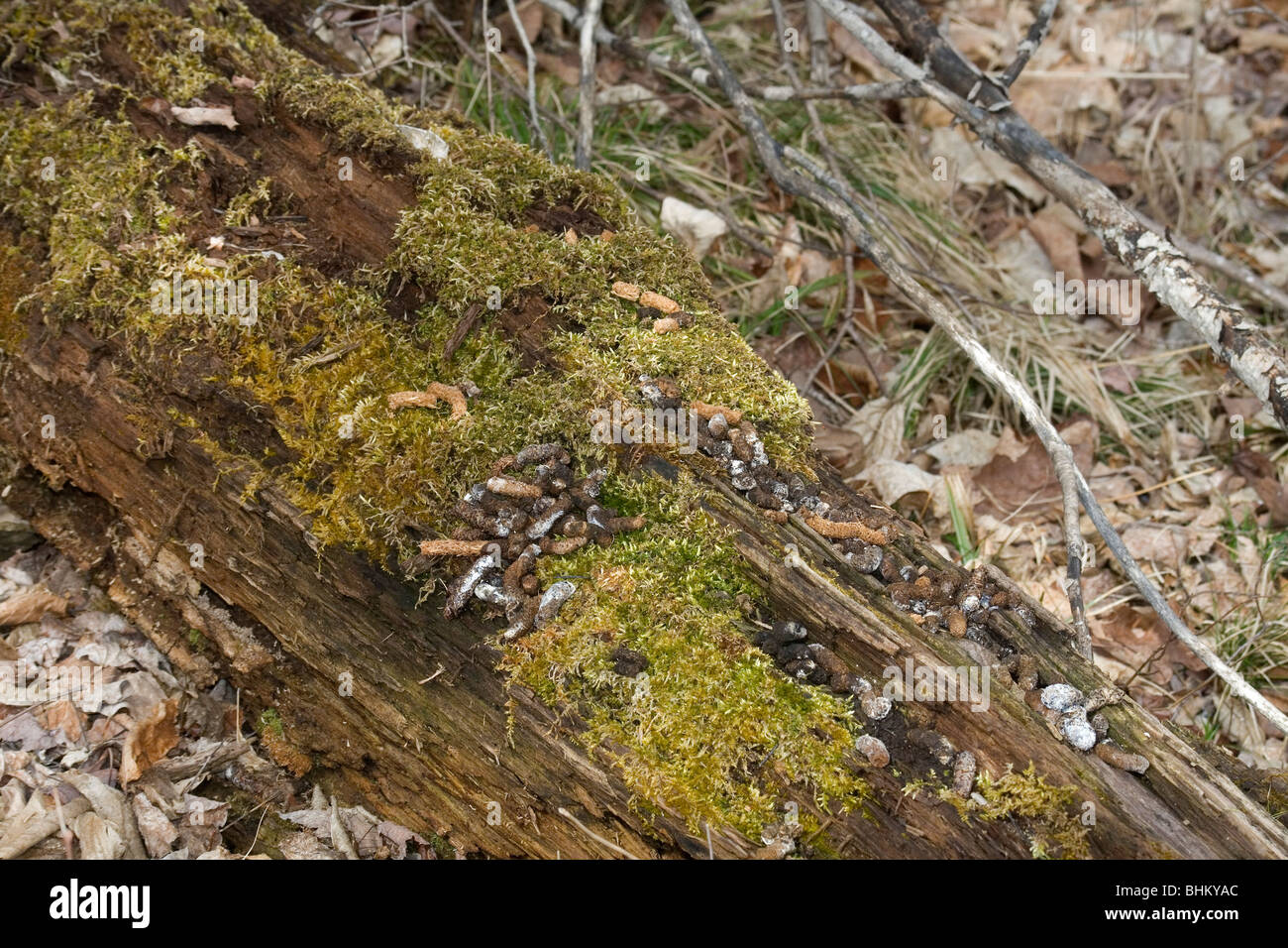 Ruffed grouse droppings on a drumming log Stock Photo - Alamy
