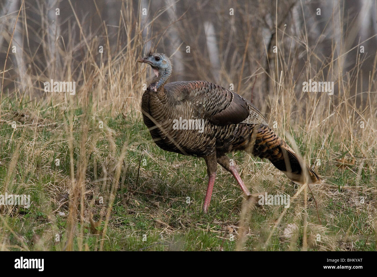 Eastern turkey bird hi-res stock photography and images - Alamy