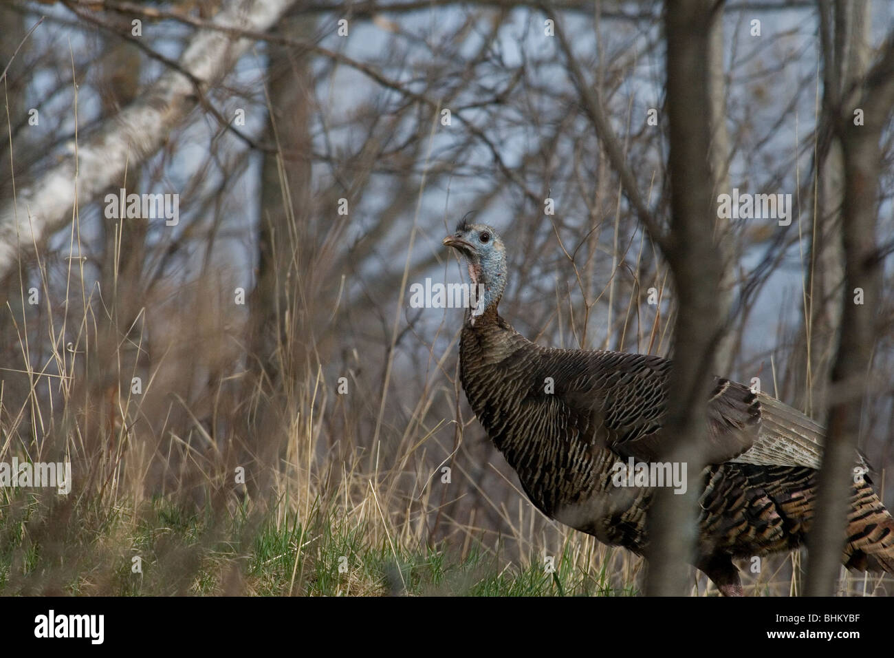 Eastern wild turkey Stock Photo - Alamy