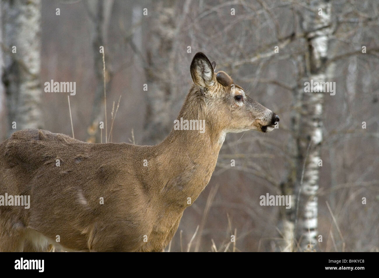 White-tailed deer in spring Stock Photo - Alamy