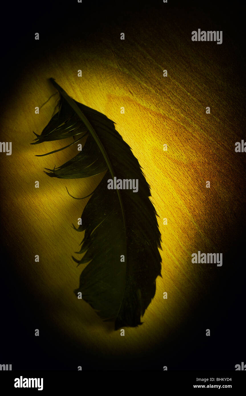 One feather only hi-res stock photography and images - Alamy