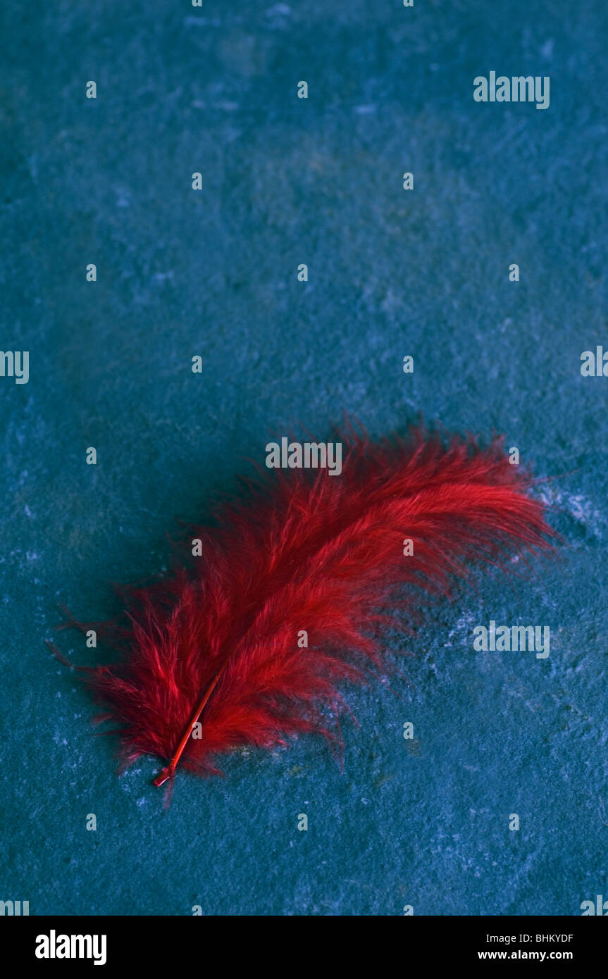 One feather only hi-res stock photography and images - Alamy