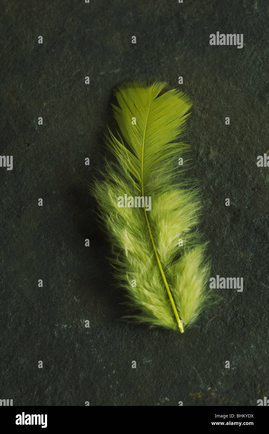 Feather only hi-res stock photography and images - Alamy