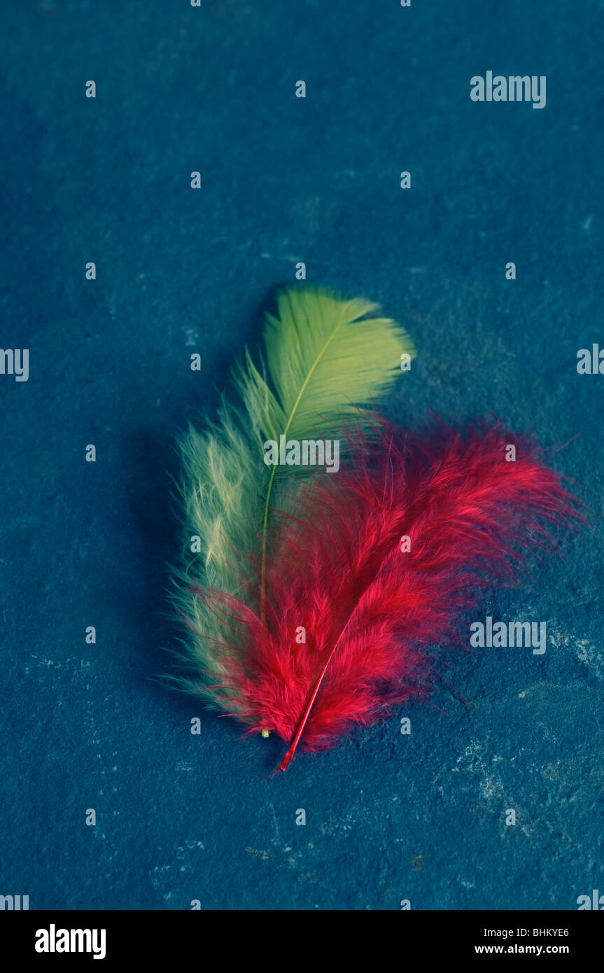 Feathers hi-res stock photography and images - Alamy