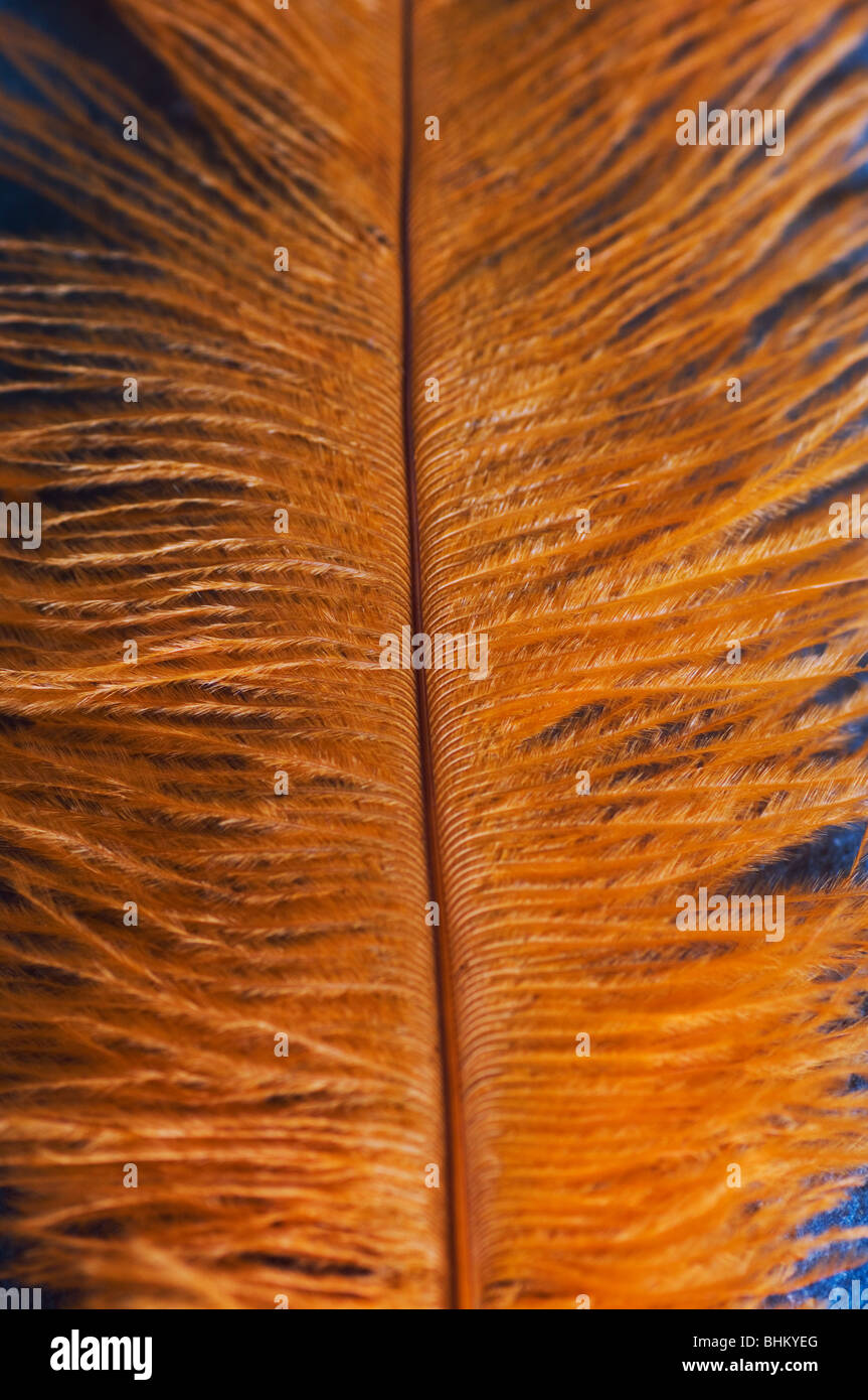 Feathers texture hi-res stock photography and images - Alamy