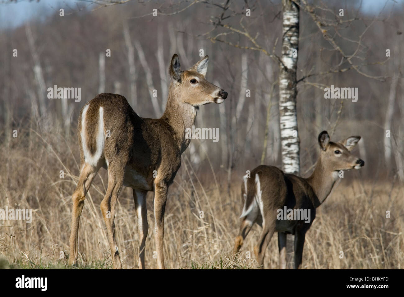 White-tailed deer in spring Stock Photo - Alamy