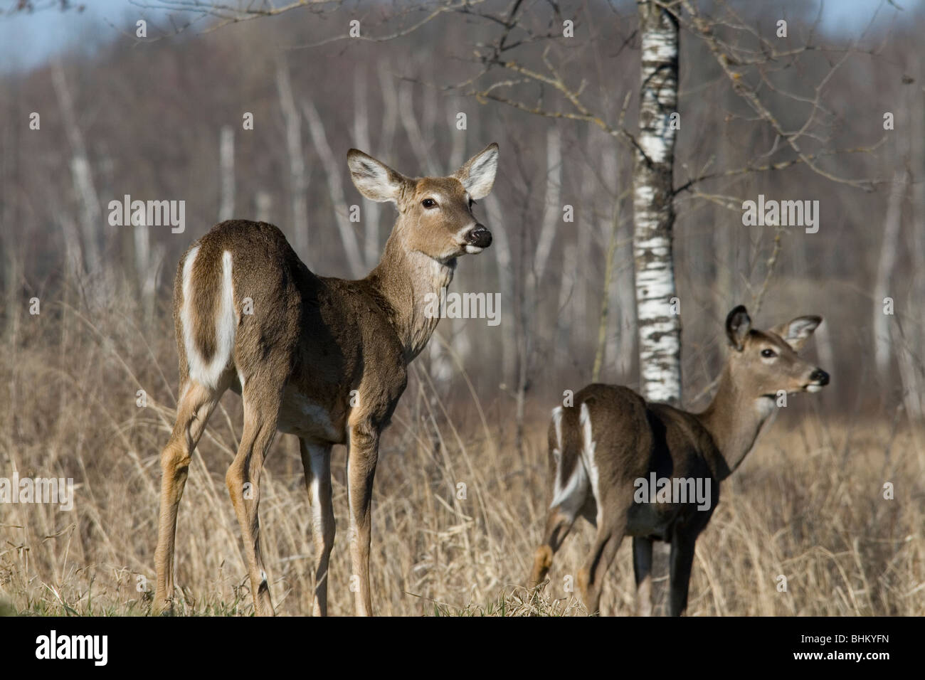 White-tailed deer in spring Stock Photo - Alamy