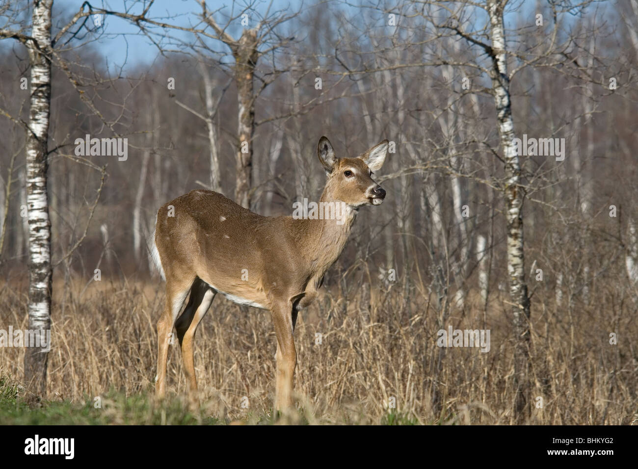 White-tailed deer in spring Stock Photo - Alamy