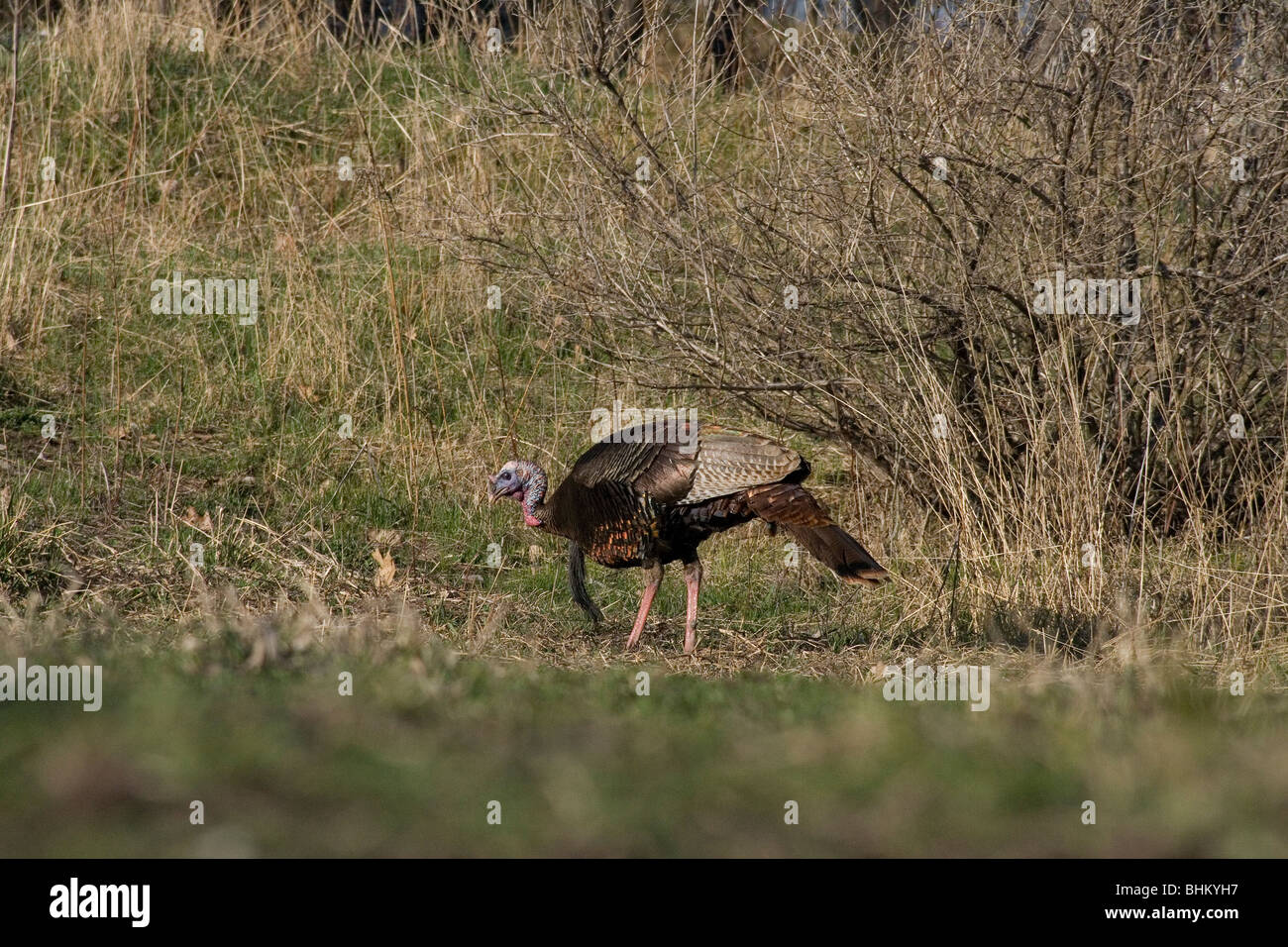 Eastern wild turkey Stock Photo - Alamy