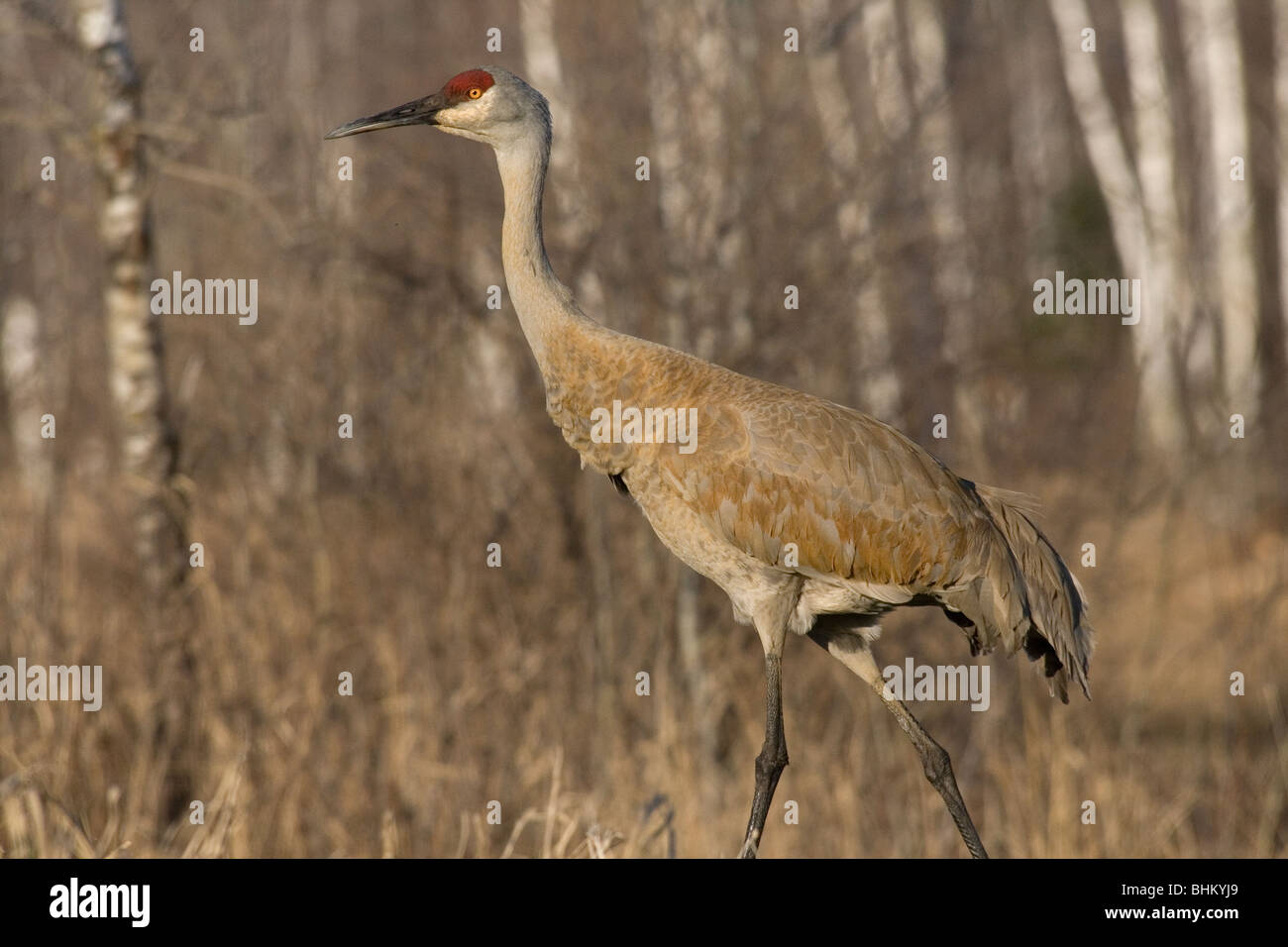Spring backwards hi-res stock photography and images - Alamy
