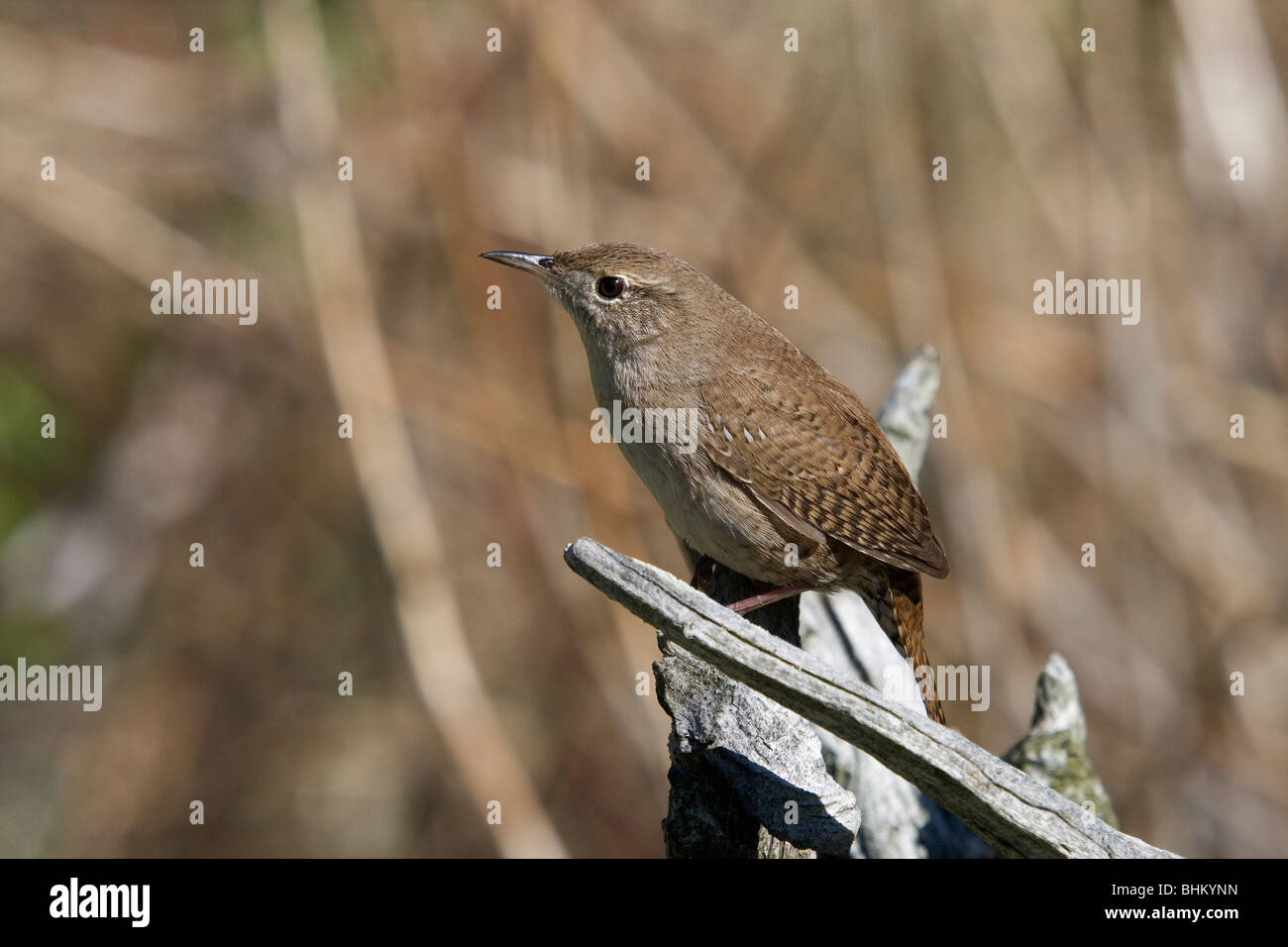 Wren fauna hi-res stock photography and images - Alamy