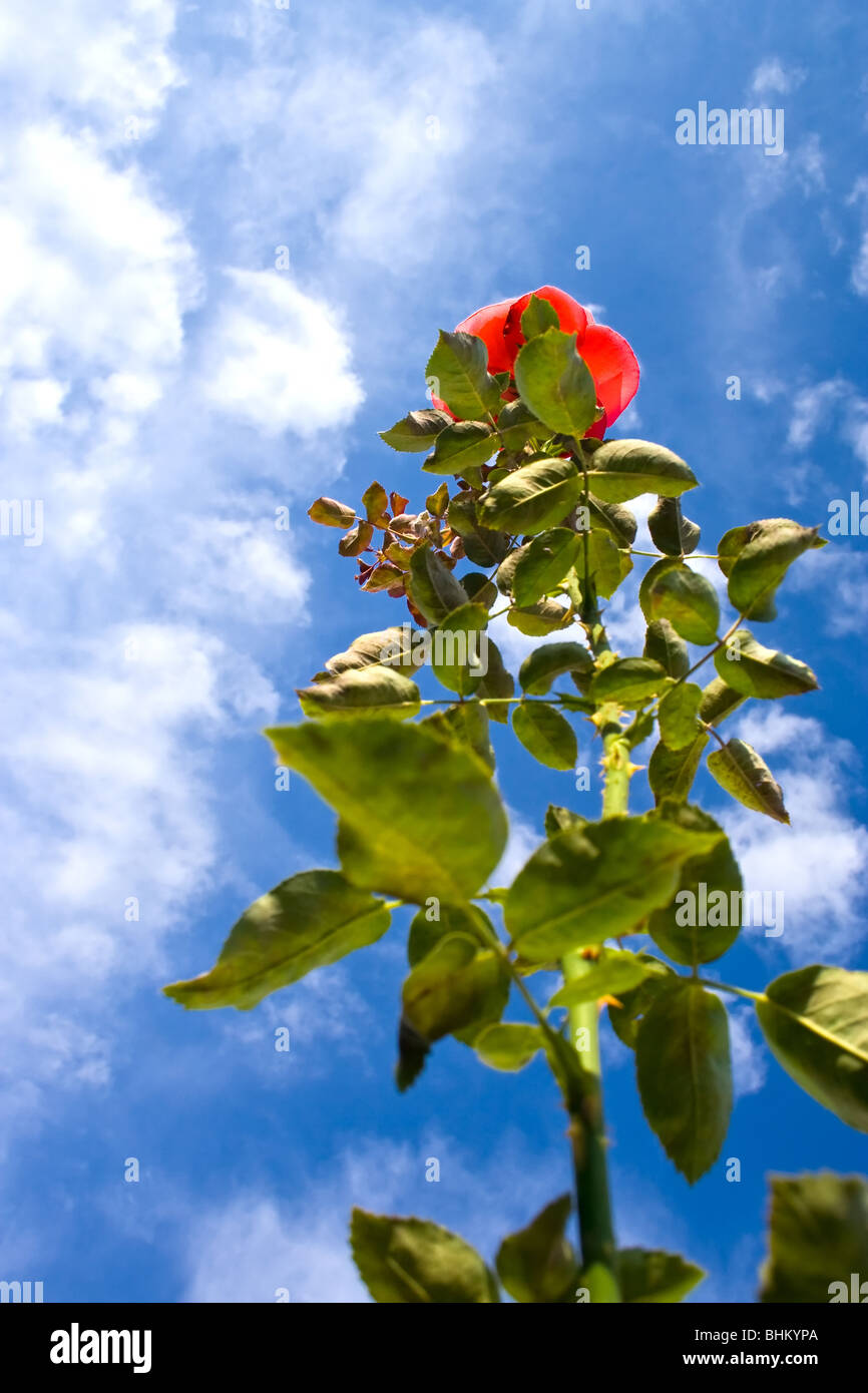 Beautiful rose seen in perspective on a blue sky with patches of pure ...